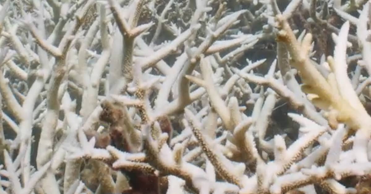 Great Barrier Reef hit by sixth coral bleaching event